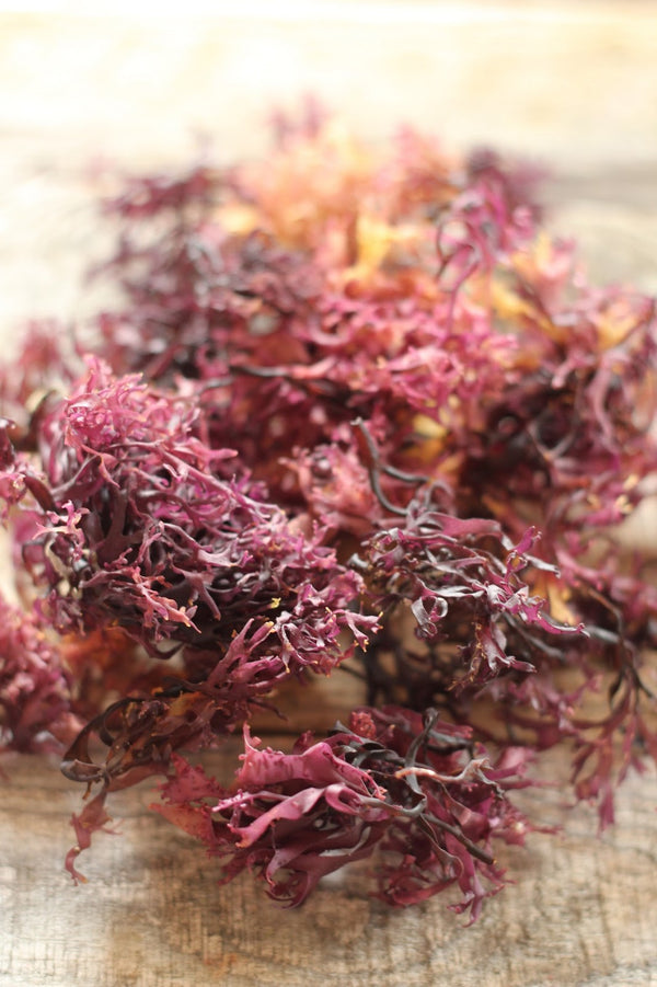 Pacific Harvest Irish Moss: Pure Irish Sea Moss NZ Benefits | Pacific ...