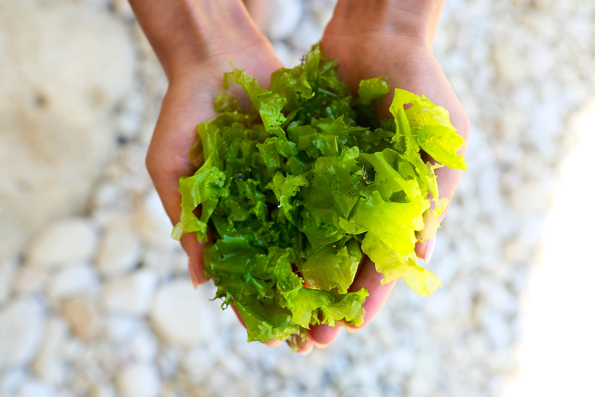Sea Lettuce: Tasty Addition to Salads for Fast Weight Loss | Pacific ...
