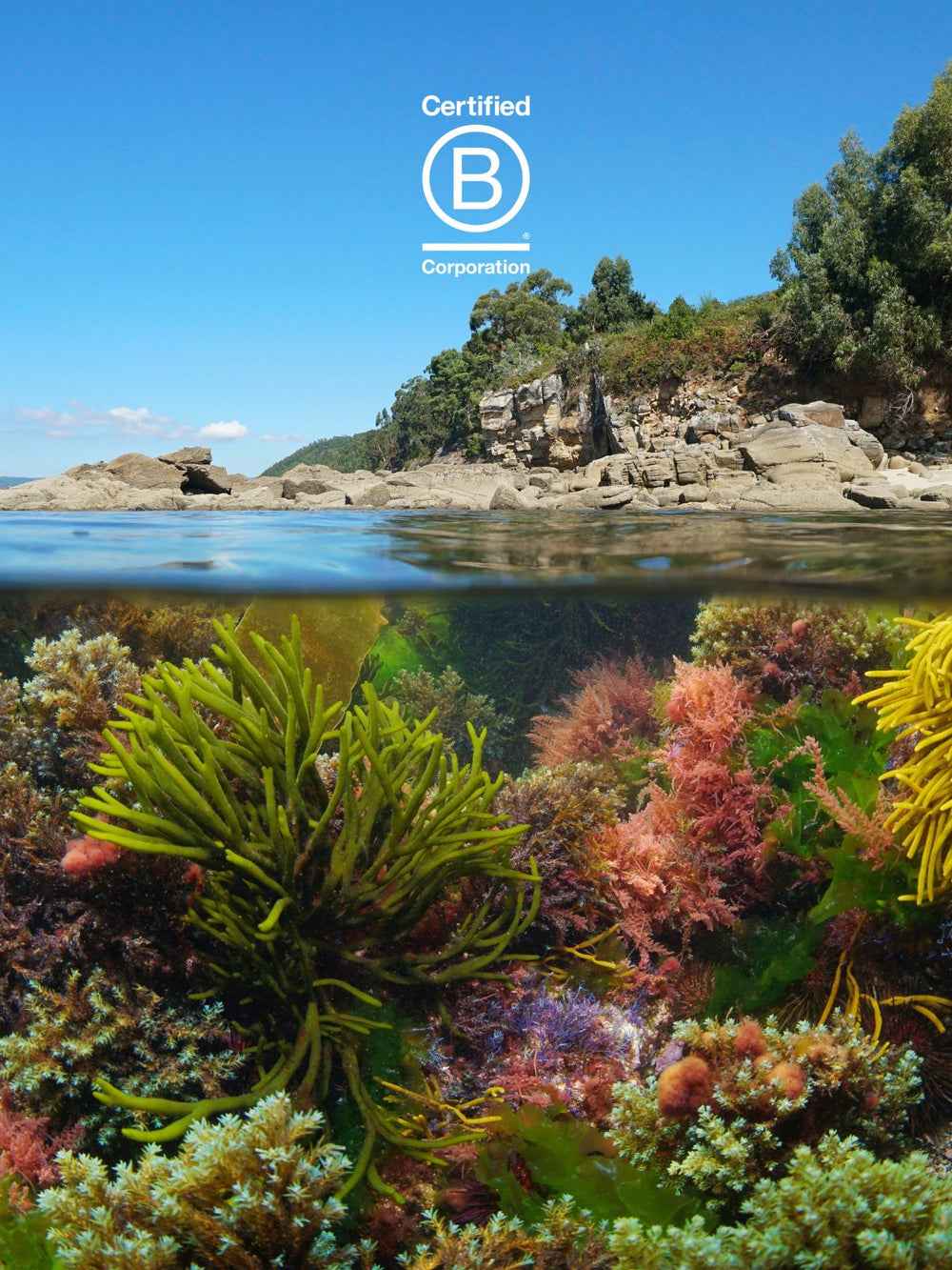 Edible Seaweed Specialists | Pacific Harvest AU
