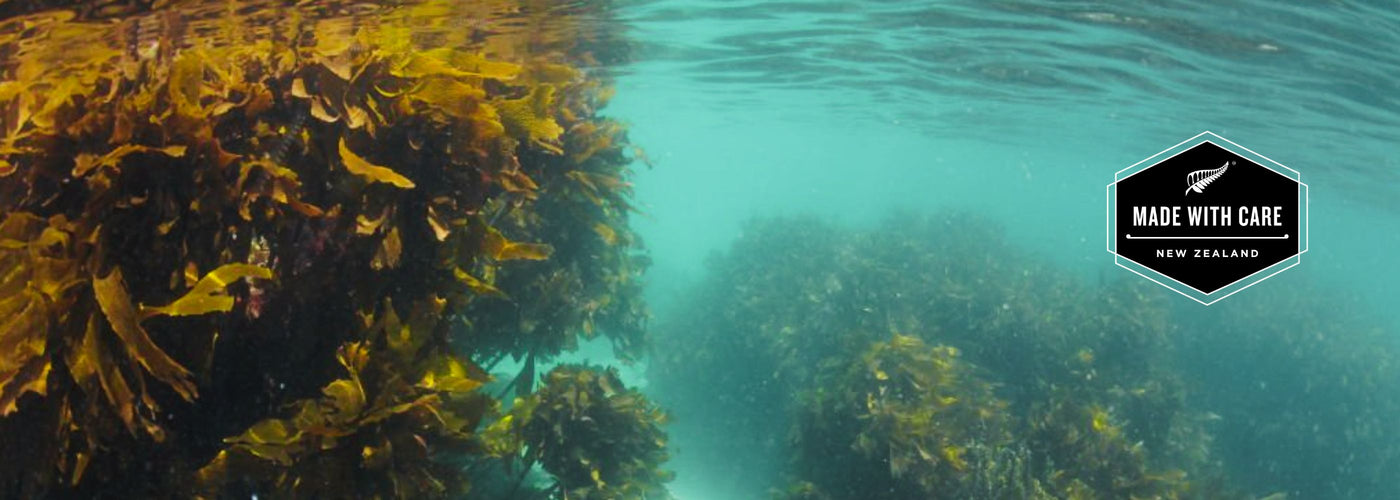 Edible Seaweed Specialists | Pacific Harvest AU