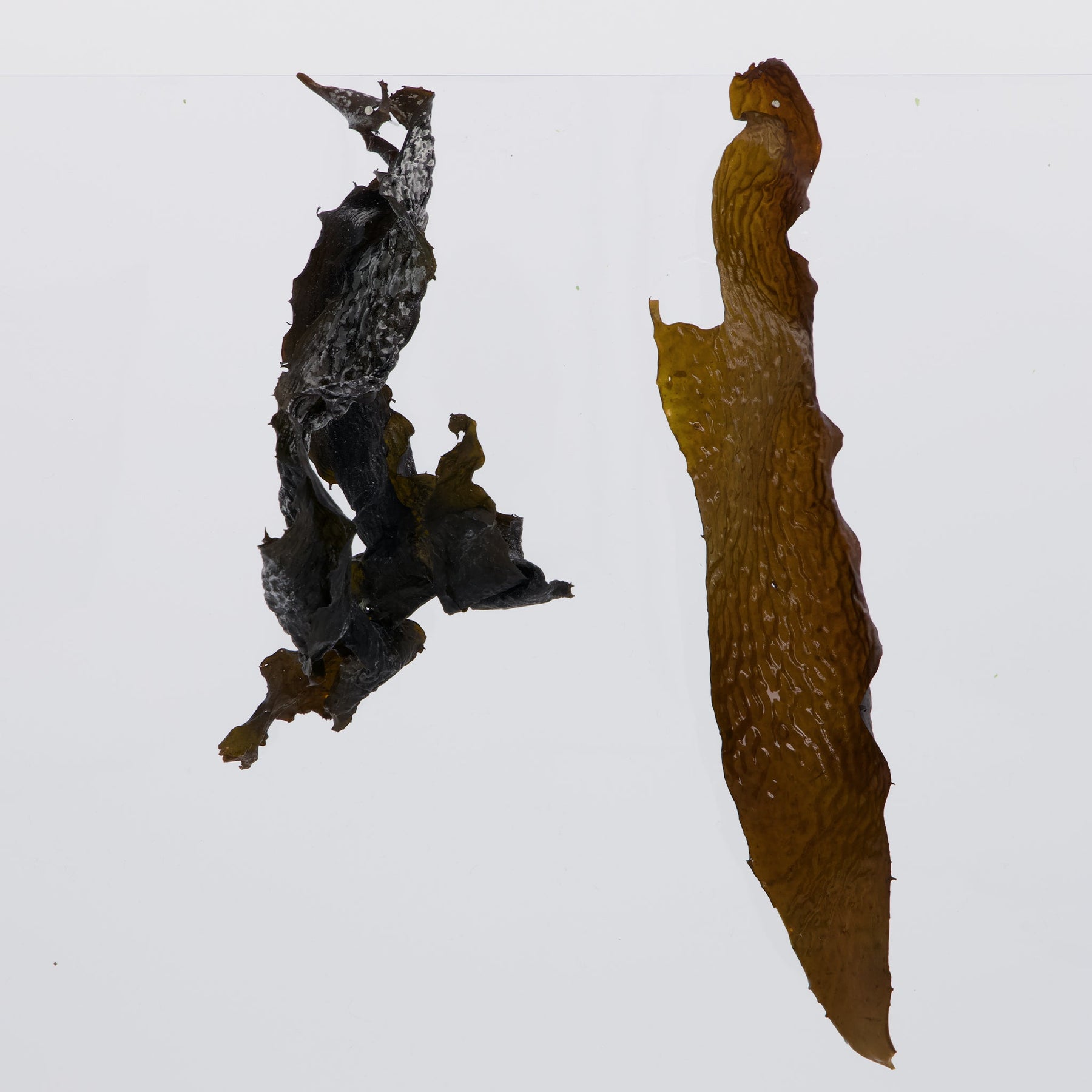 Kombu Seaweed (Raw, NZ Harvested, Gluten Free) | Pacific Harvest NZ